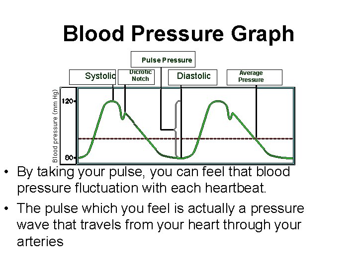 Blood Pressure BP practical By Tereza Jandova Overview