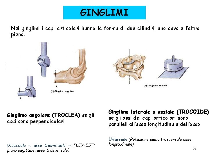 APPARATO SCHELETRICO INTRODUZIONE 1 Funzioni dellosso 1 Sostegno
