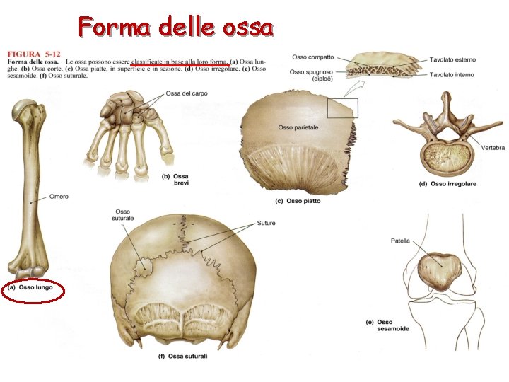 APPARATO SCHELETRICO INTRODUZIONE 1 Funzioni dellosso 1 Sostegno