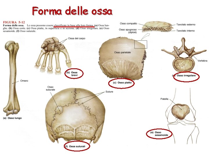 APPARATO SCHELETRICO INTRODUZIONE 1 Funzioni dellosso 1 Sostegno