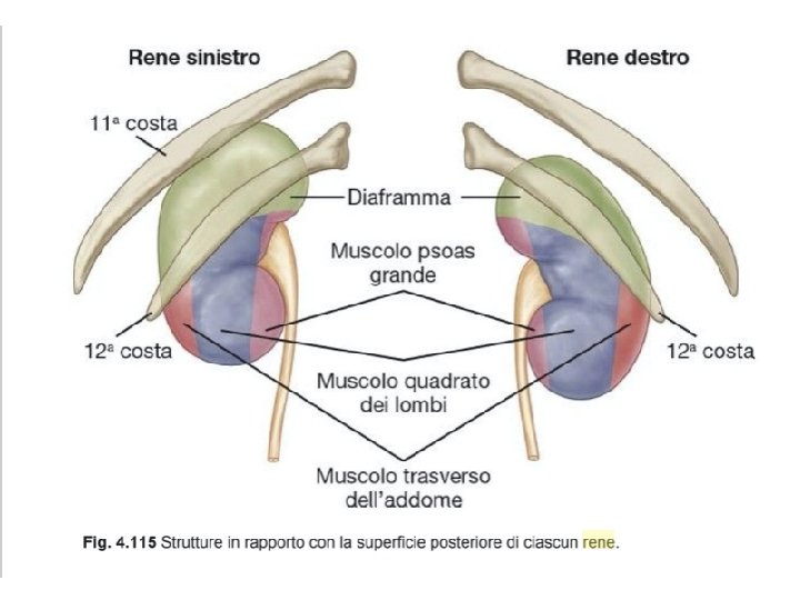 Apparato urinario Funzioni dei reni regolazione concentrazione plasmatica