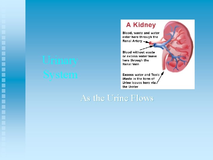 Urinary System As the Urine Flows Excretion removing