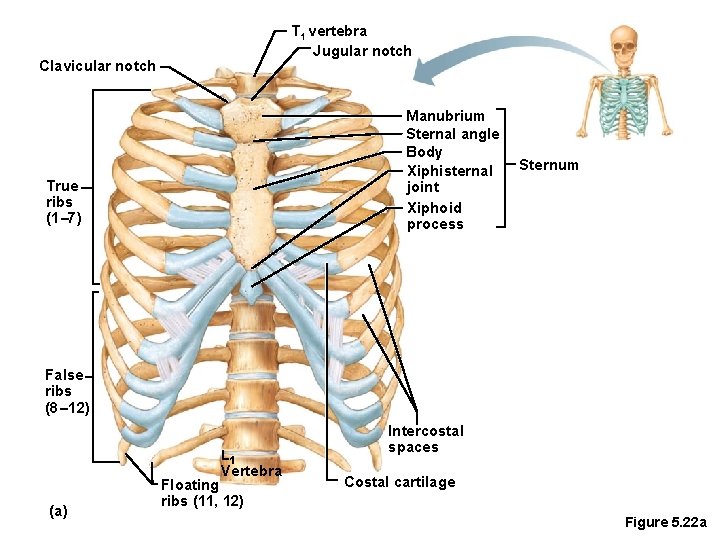 The Axial Skeleton Forms the longitudinal axis of