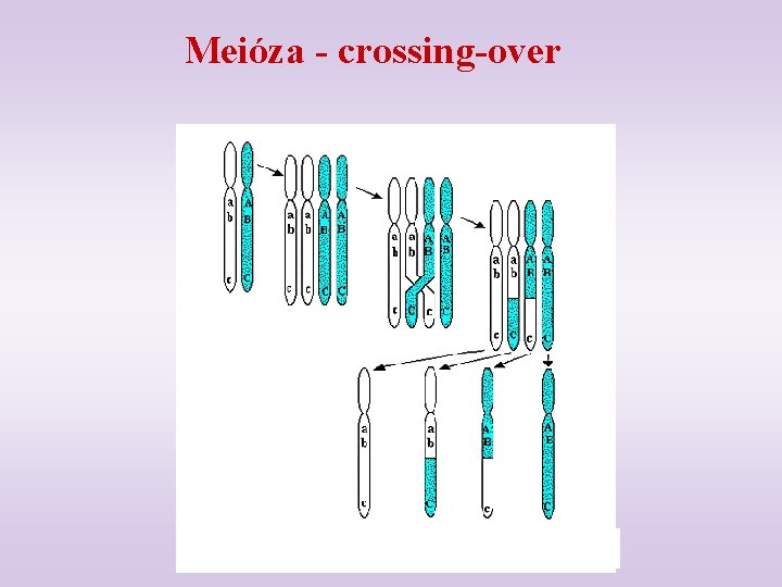 Bunn cyklus bunn cyklus generan doba doba mezi