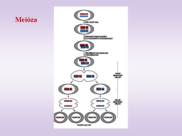 Bunn cyklus bunn cyklus generan doba doba mezi