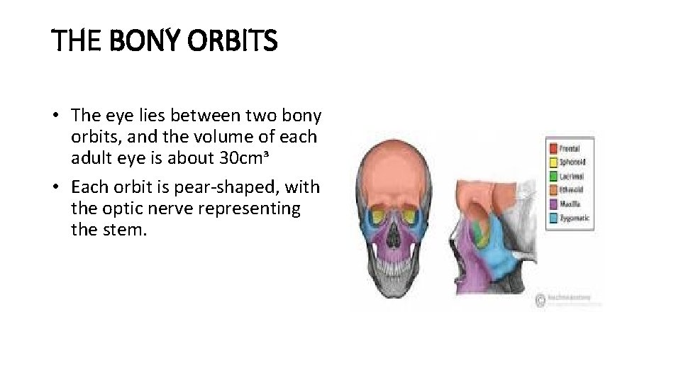 BASIC ANATOMY THE BONY ORBITS The eye lies