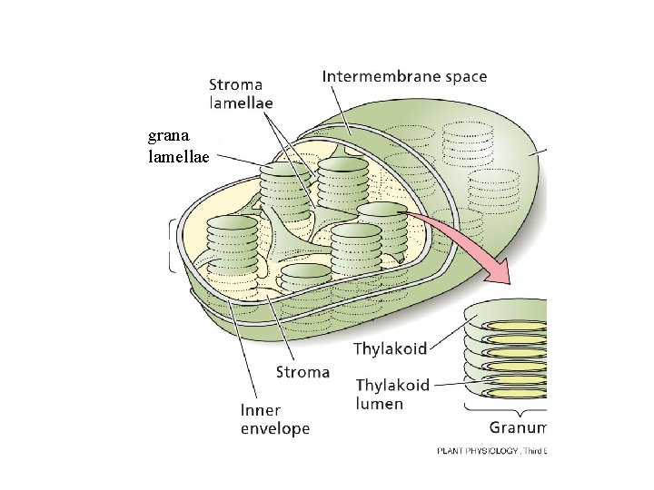 II The light reactions of photosynthesis Objectives are