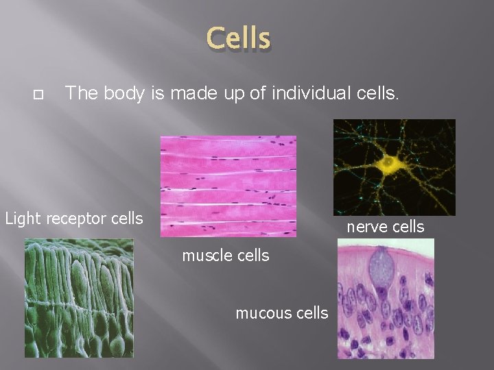 CHAPTER 5 CELL SPECIALIZATION LEVELS OF ORGANIZATION Organism