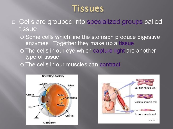 CHAPTER 5 CELL SPECIALIZATION LEVELS OF ORGANIZATION Organism