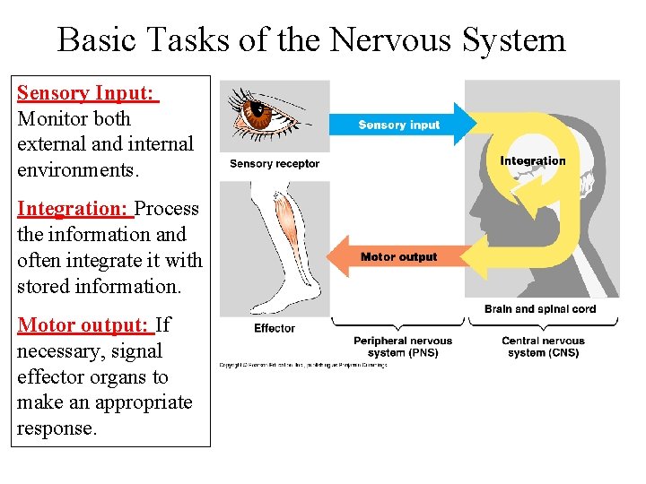 Basic Tasks of the Nervous System Sensory Input