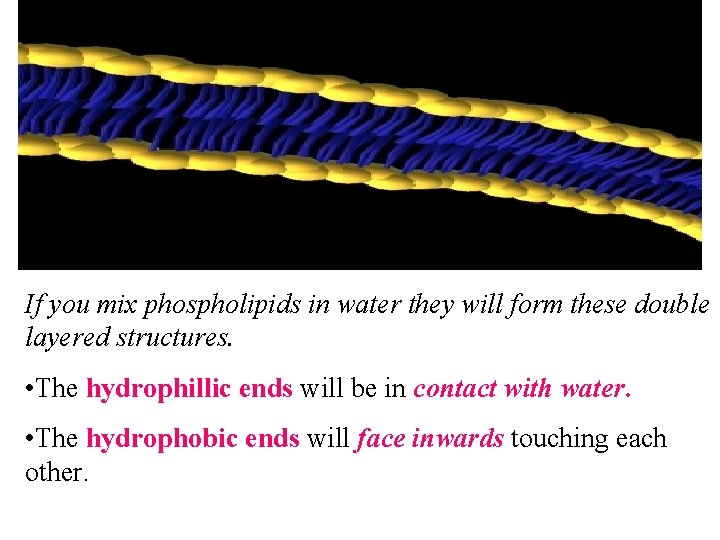 Cell Membrane and Membrane Transport Georgia Performance Standards
