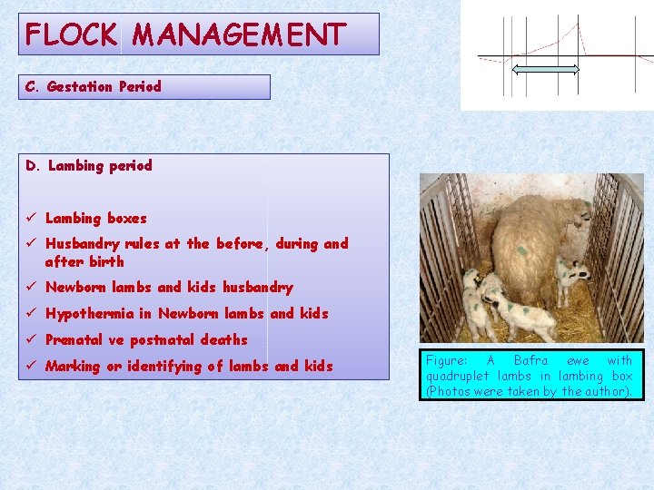 FLOCK MANAGEMENT IN SHEEP AND GOAT BREEDING Birth