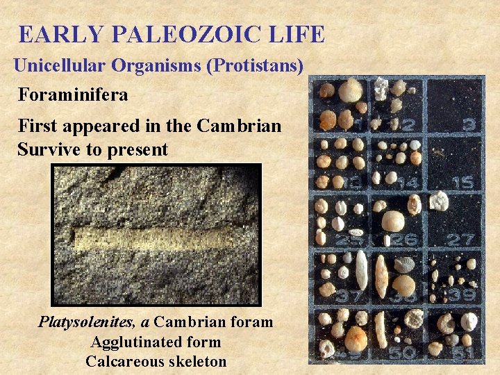 EARLY PALEOZOIC LIFE The Cambrian Explosion Evolutions big