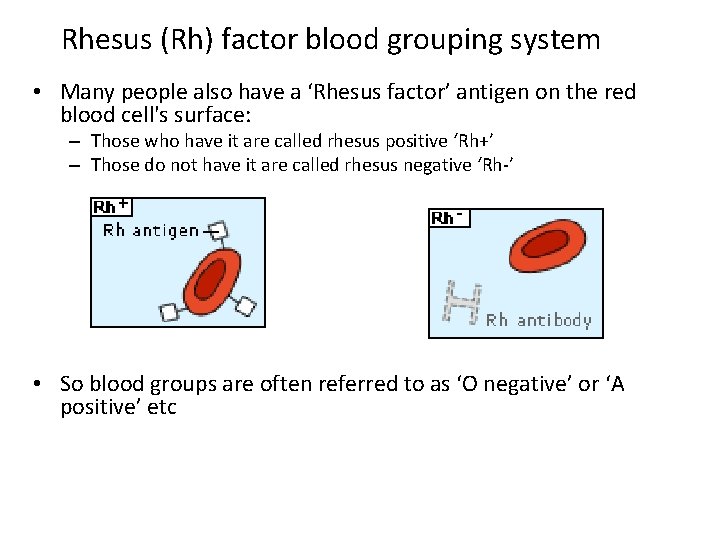 Blood cells and blood groups Erythrocytes red blood