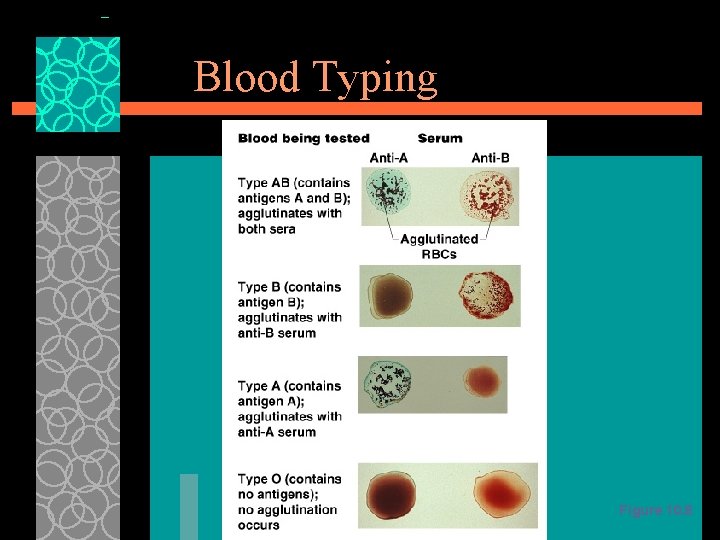 Human Blood Blood u The only fluid tissue