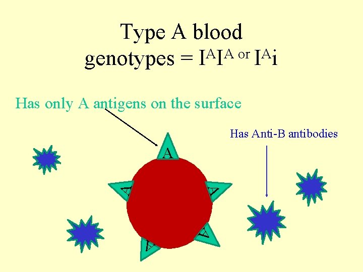 Blood Types Codominance When two or more alleles