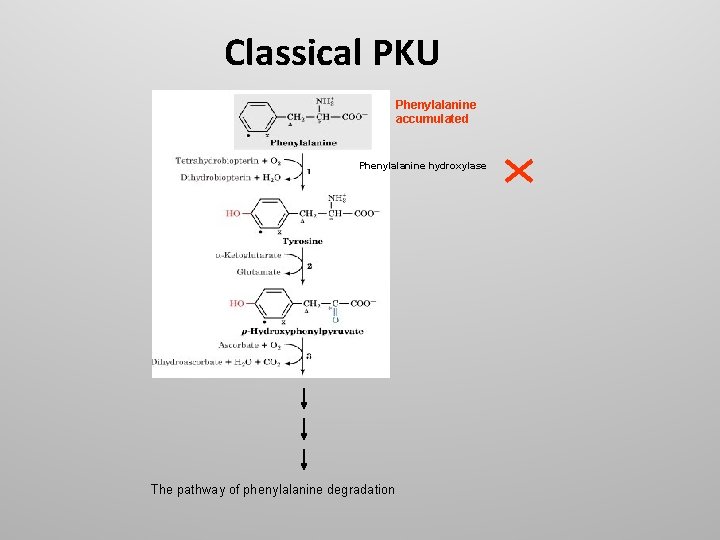Lecture 2 Inborn Errors of aminoacid Metabolism Dr