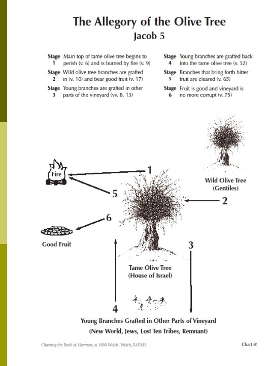 THE OLIVE TREE JACOB Chapters 5 and 6