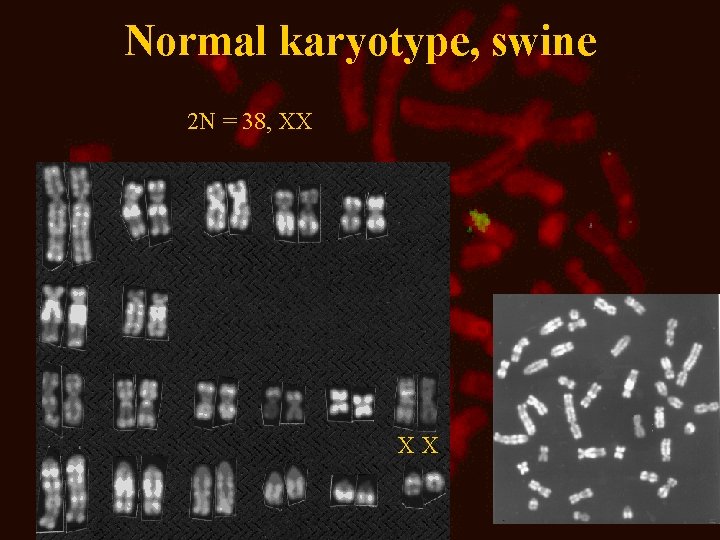 Chapter 10 Chromosomes and chromosome errors Making chromosome