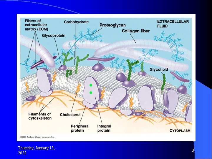 The Cell Membrane Cell Transport Packet 12 Thursday