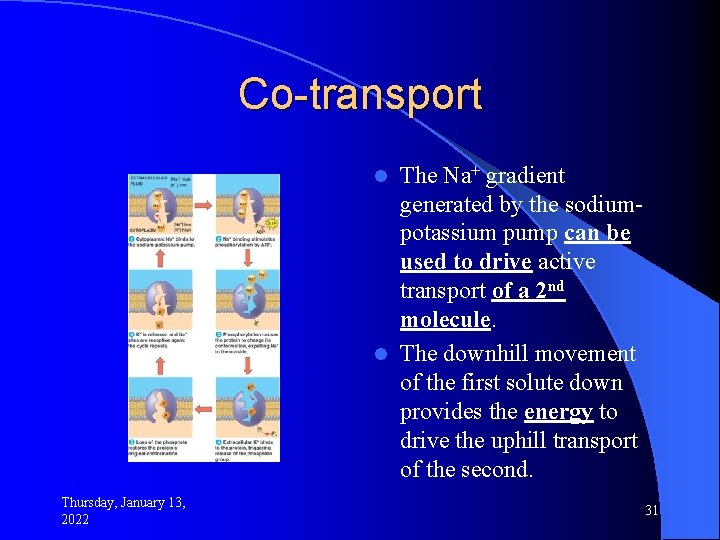 The Cell Membrane Cell Transport Packet 12 Thursday