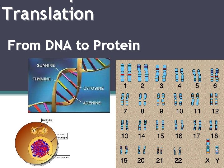 Translation From DNA to Protein DNA is needed