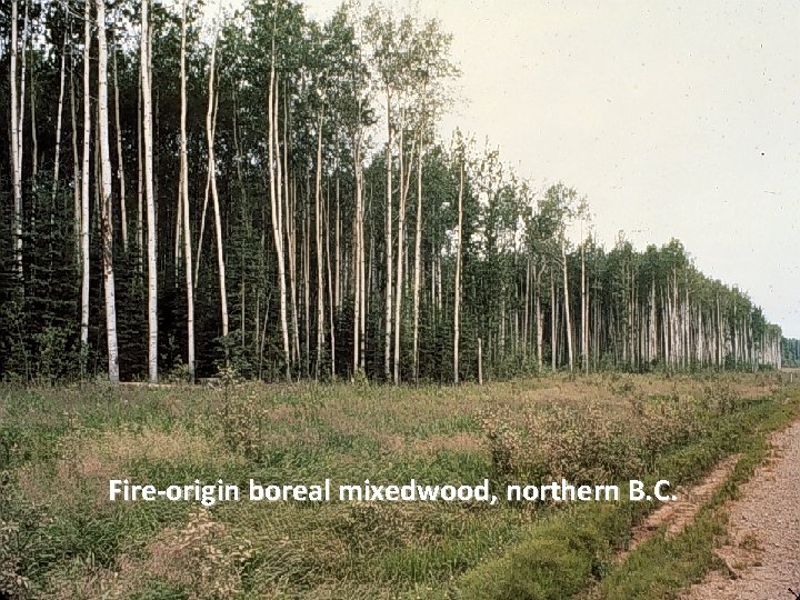 Some Basics of Forest Fire 1 Forests are