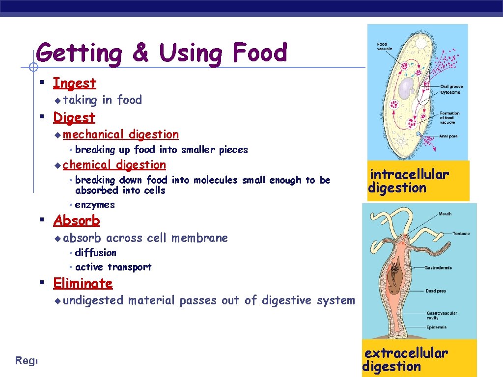 THE DIGESTIVE SYSTEM Big Q What are the
