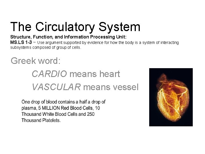 The Circulatory System Structure Function and Information Processing