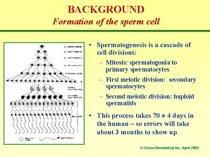 SEMEN ANALYSIS What When How Why By Dr