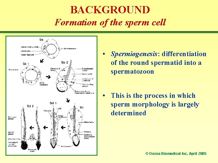 SEMEN ANALYSIS What When How Why By Dr