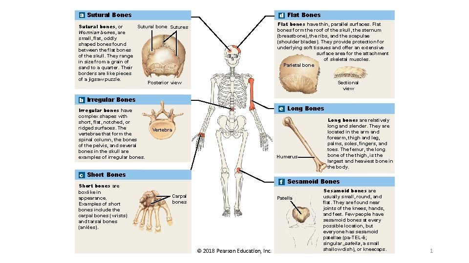 a Sutural Bones d Flat Bones Flat bones