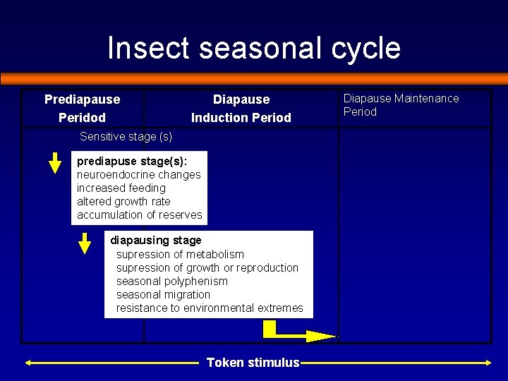Diapause syndrome on Gratiana boliviana Rodrigo Diaz Bill