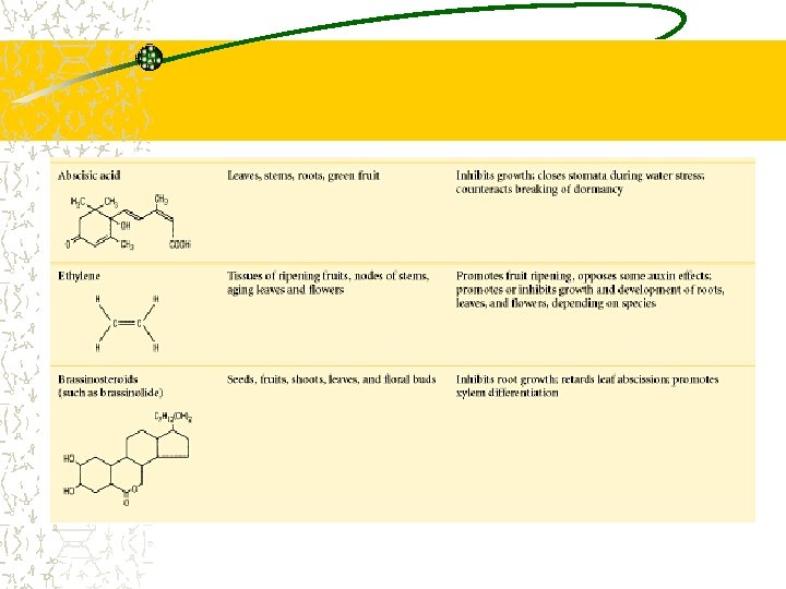 Plant Regulation Chapter 39 Plant growth Plants respond