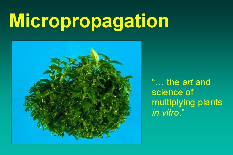 Micropropagation the art and science of multiplying plants
