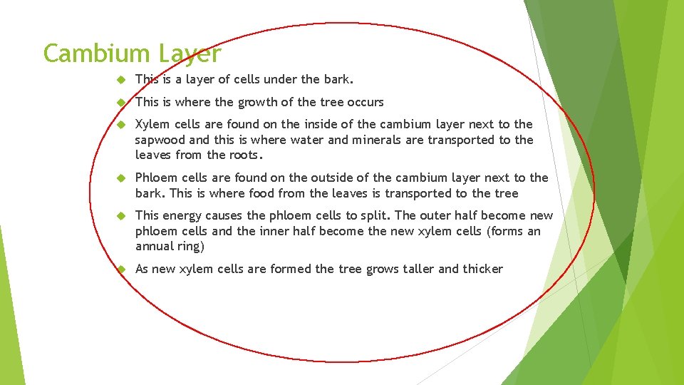 Tree Structure Tree Structure Bark A thick layer