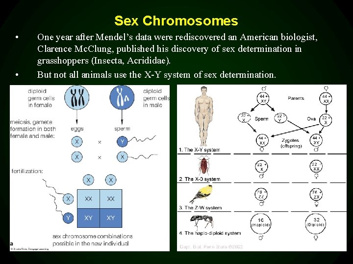 Chromosomes and Human Inheritance Mendels work was rediscovered