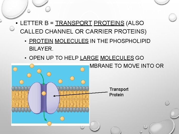 CELL MEMBRANE STRUCTURE PROCESSES THAT TRANSPORT MOLECULES INTOOUT