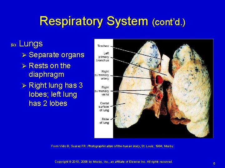 Mosbys PATHOLOGY for Massage Therapists Chapter 10 Respiratory