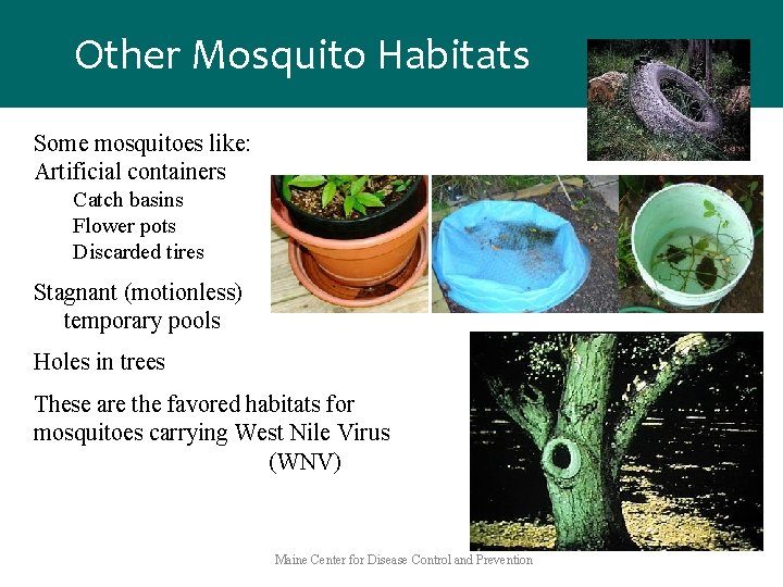 Fight the Bite 2016 2017 Maine Center for