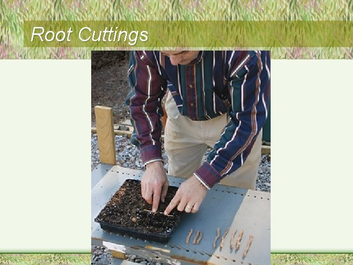 Lesson 3 Propagating Plants by Cuttings Next Generation