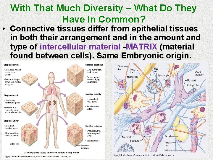 BODY TISSUES The four main types of body