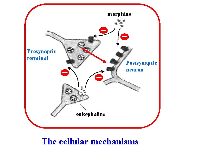 Analgesics Zhang Bin a Acute pain sharp pain