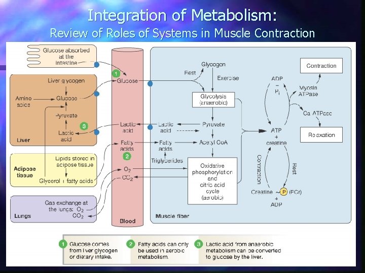 Integration of Metabolism Review of Roles of Systems