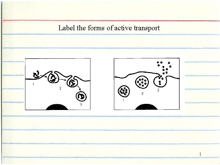 Label the forms of active transport 1 Endocytosis