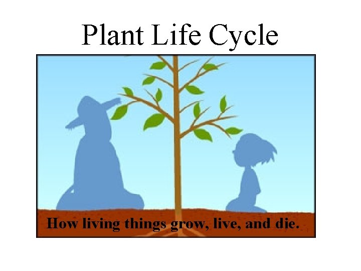 Plant Life Cycle How living things grow live