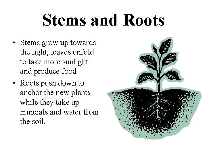 Plant Life Cycle How living things grow live