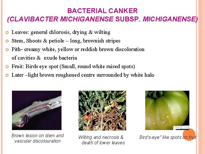 Post harvest diseases of Tomato LIST OF DISEASES