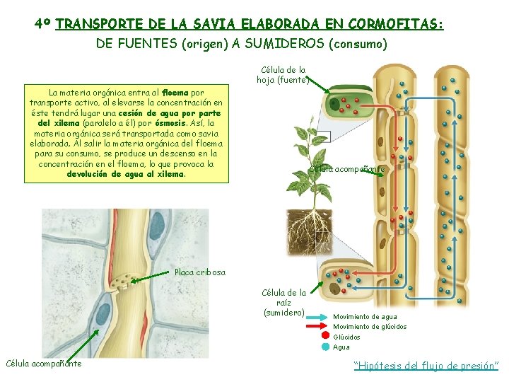 TEMA 13 NUTRICIN VEGETAL 1 CLASIFICACIN REINO VEGETAL