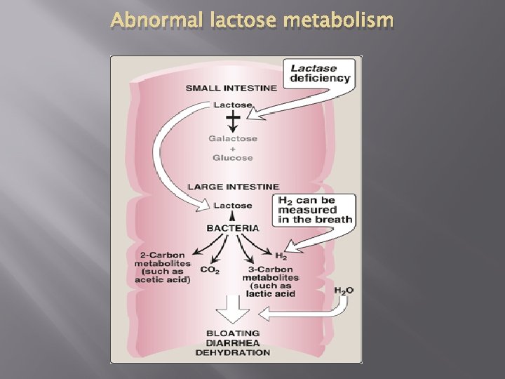 DIGESTION ABSORPTION BIOMEDICAL IMPORTANCE Besides water the diet